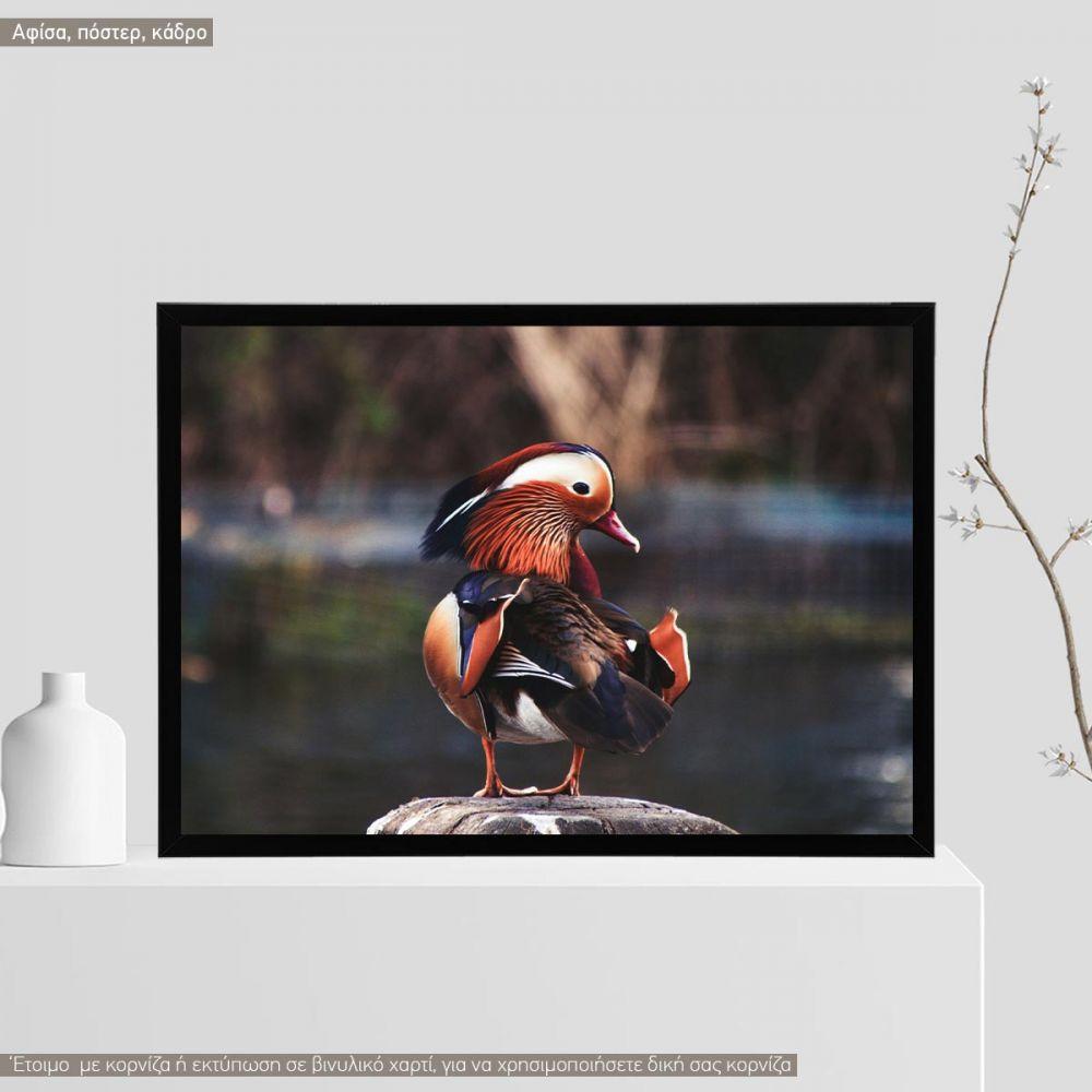 A beautiful side profile, @paul_nic, Poster